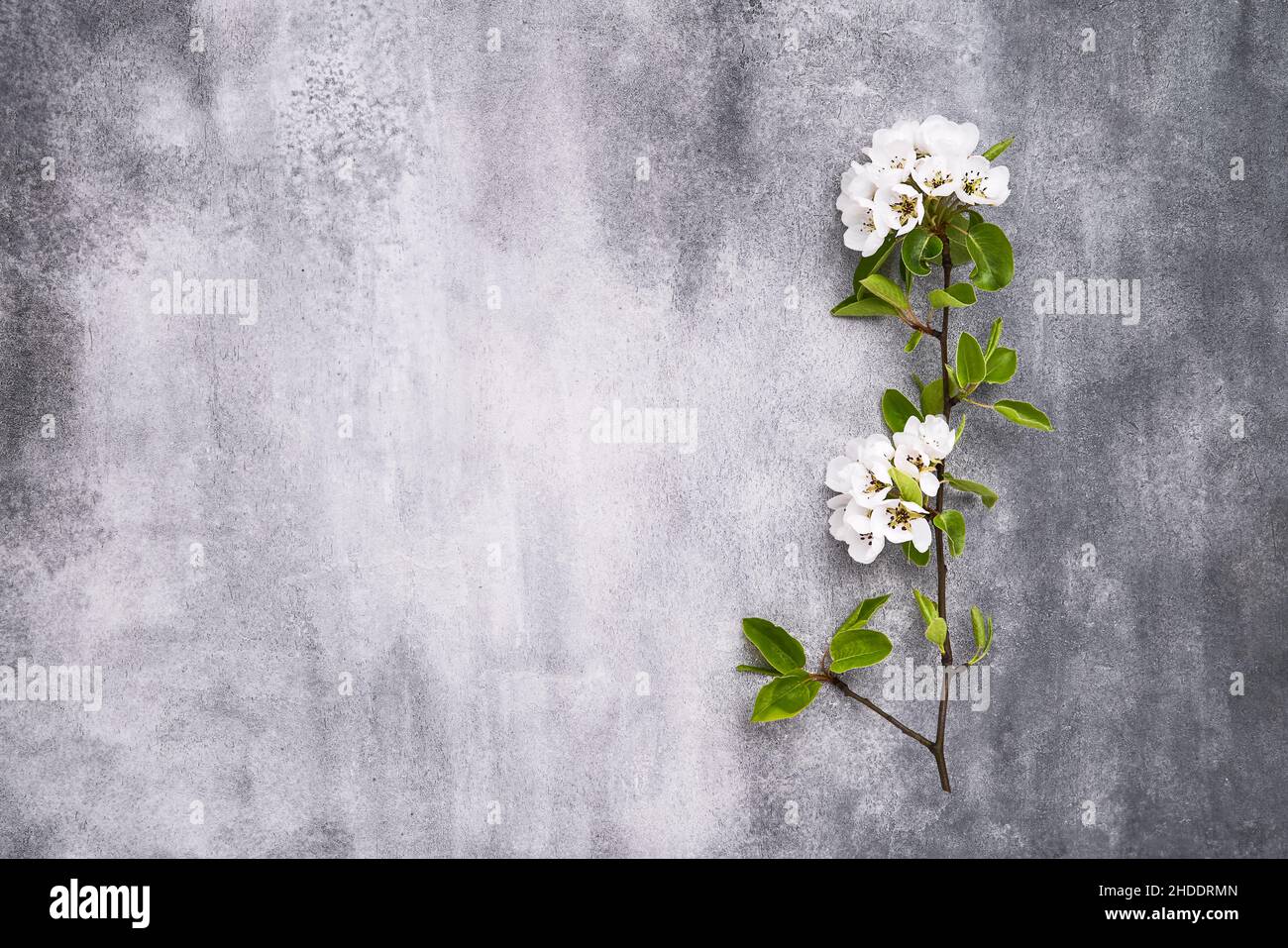 Pear tree top view hi-res stock photography and images - Alamy