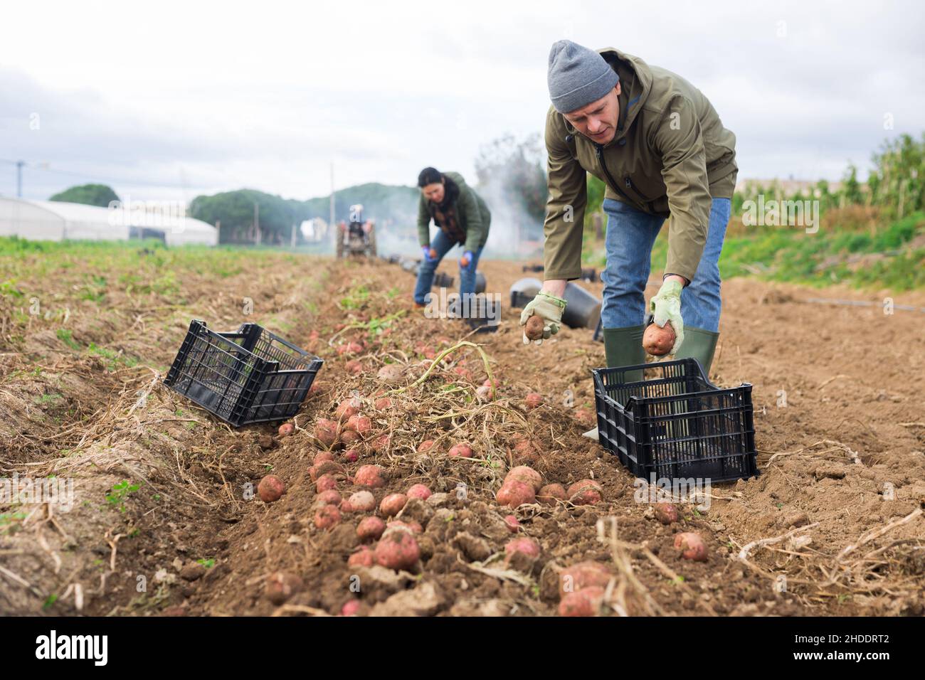 Man harvesting potatoes on a farm Stock Photo - Alamy