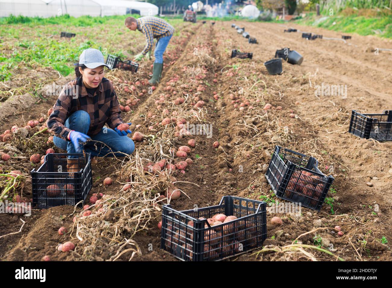 Asian woman farmer harvesting potato Stock Photo - Alamy