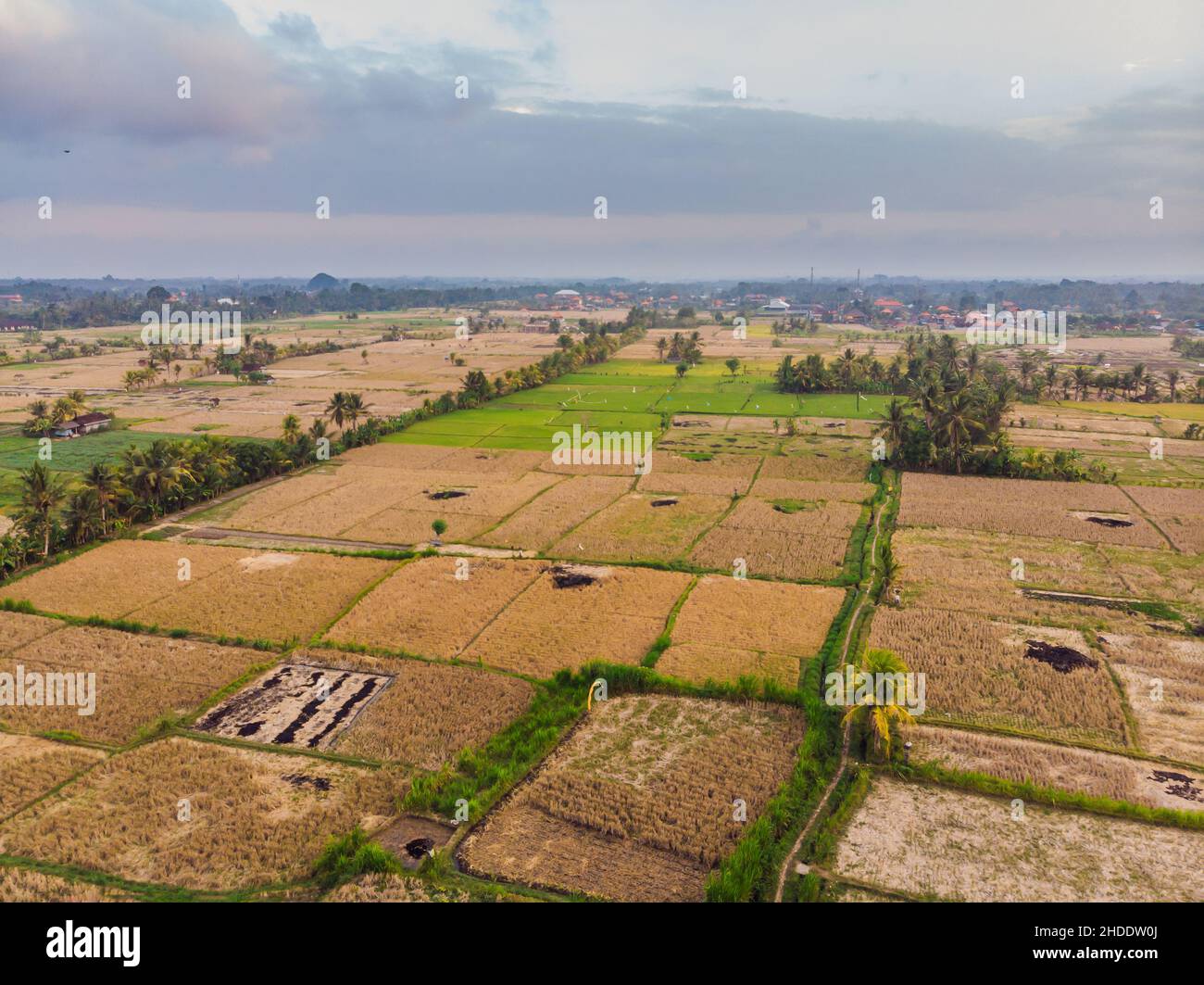 Aerial top view photo from flying drone of green rice fields in ...