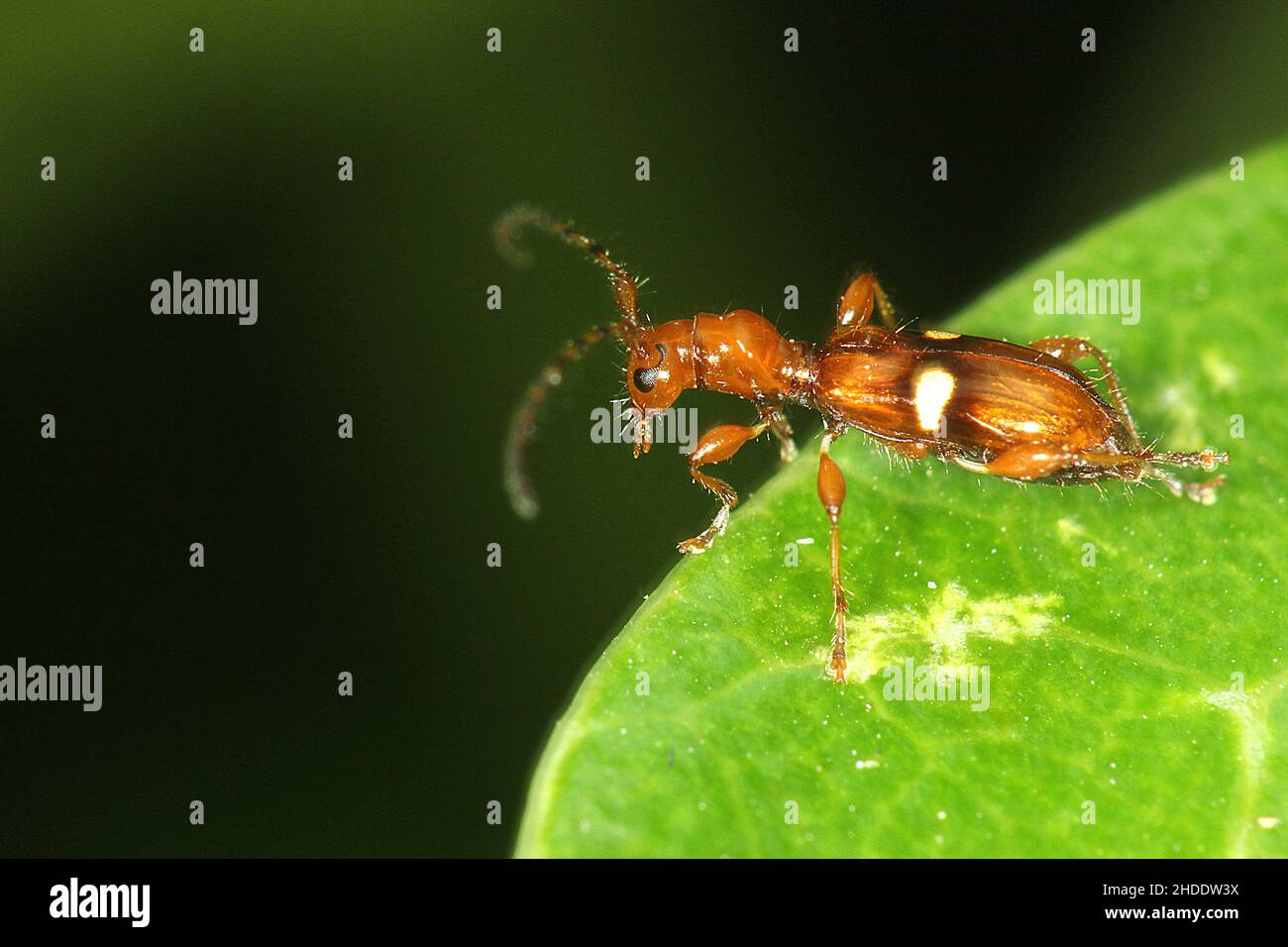 Zorion hi-res stock photography and images - Alamy