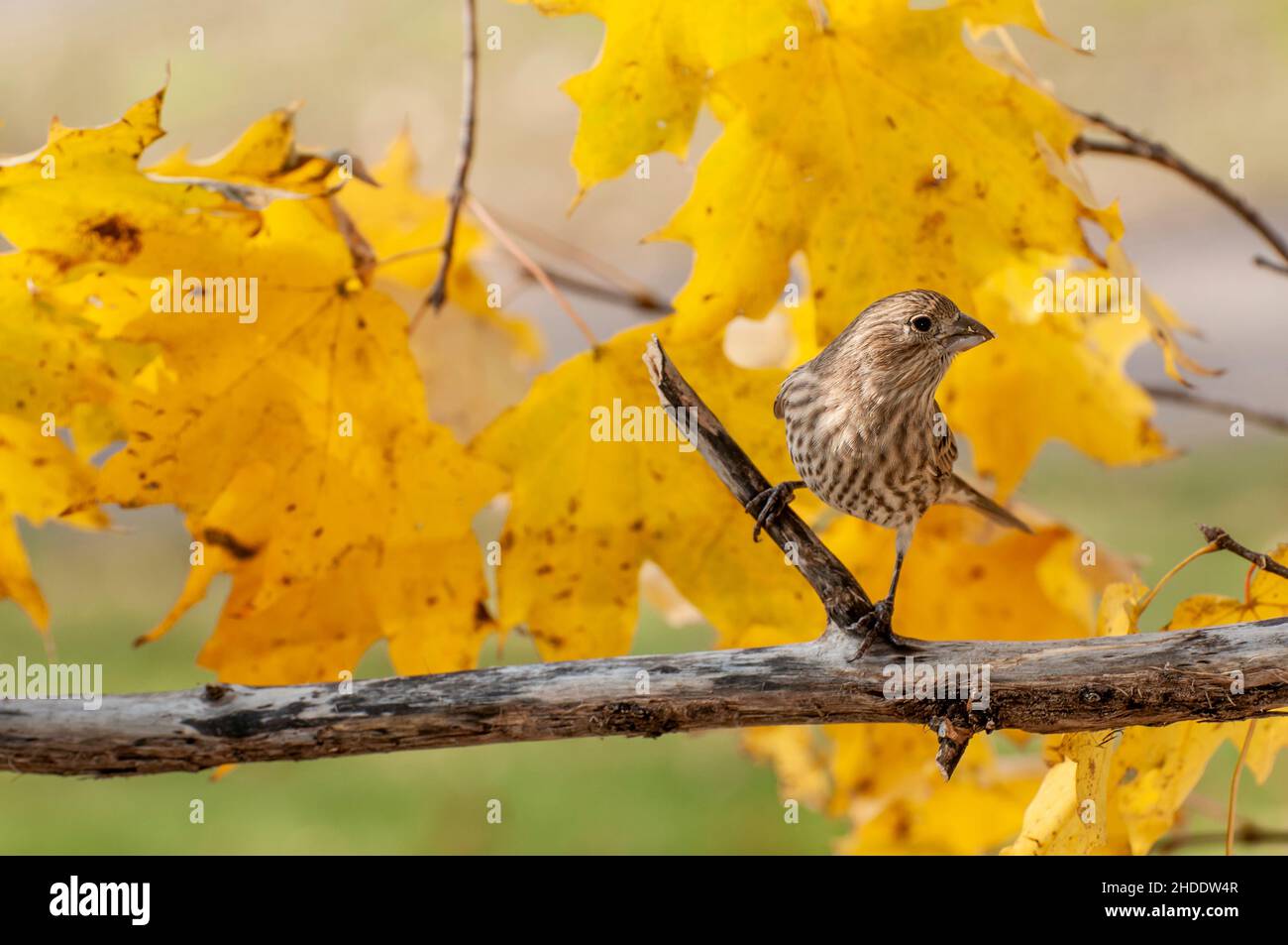 Beautiful house finch hi-res stock photography and images - Alamy