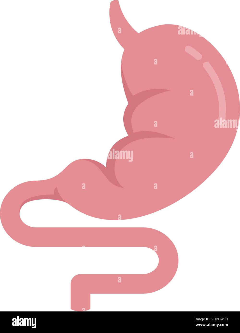 Human stomach icon. Flat illustration of Human stomach vector icon ...