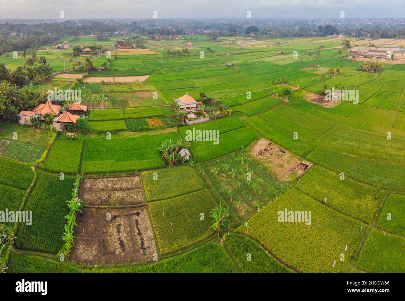 Aerial top view photo from flying drone of green rice fields in ...