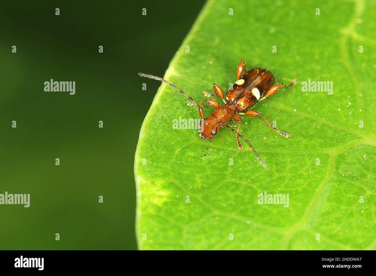 Zorion hi-res stock photography and images - Alamy