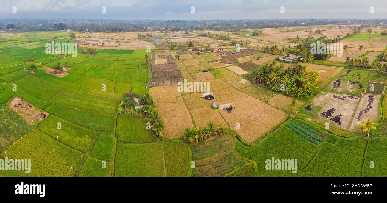 Aerial top view photo from flying drone of green rice fields in ...