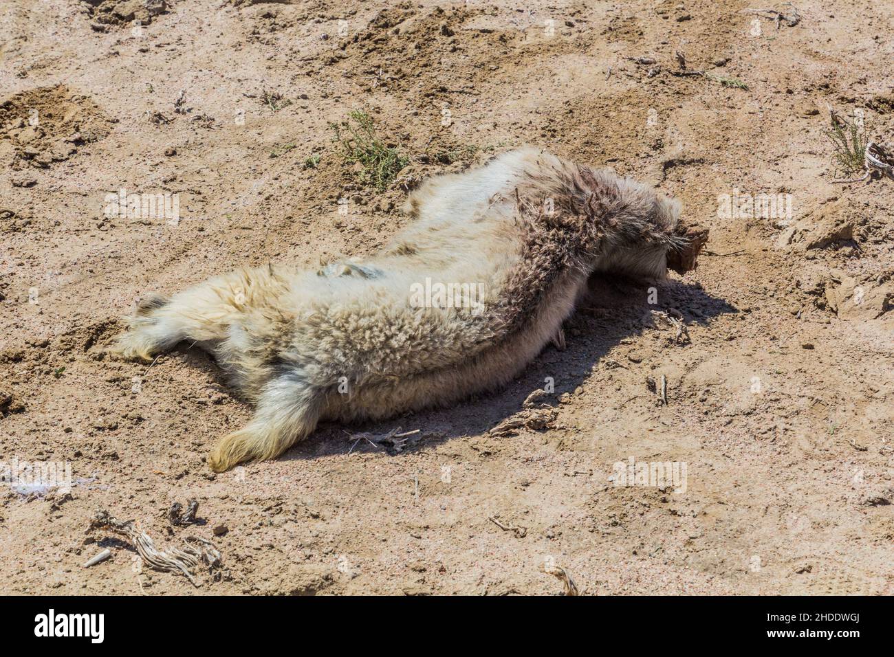 Goat carcass used for playing traditional horse game kok boru in ...