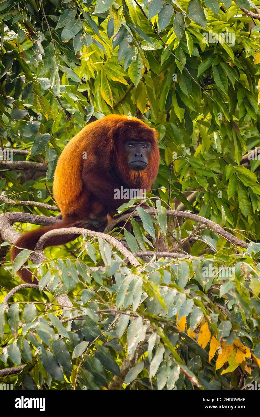 Portrait red howler monkey hi-res stock photography and images - Alamy