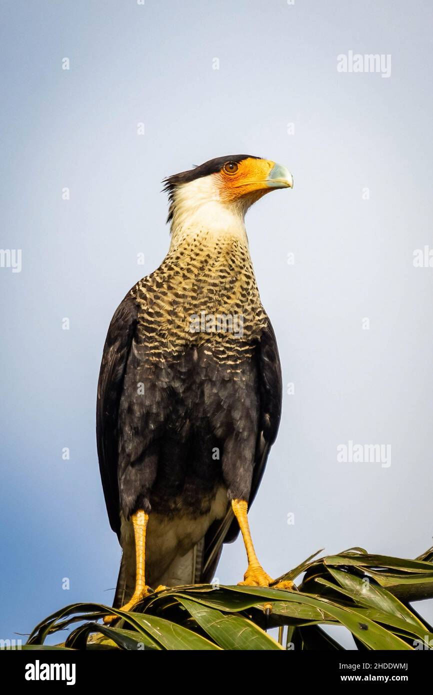 Caracara bird hi-res stock photography and images - Alamy