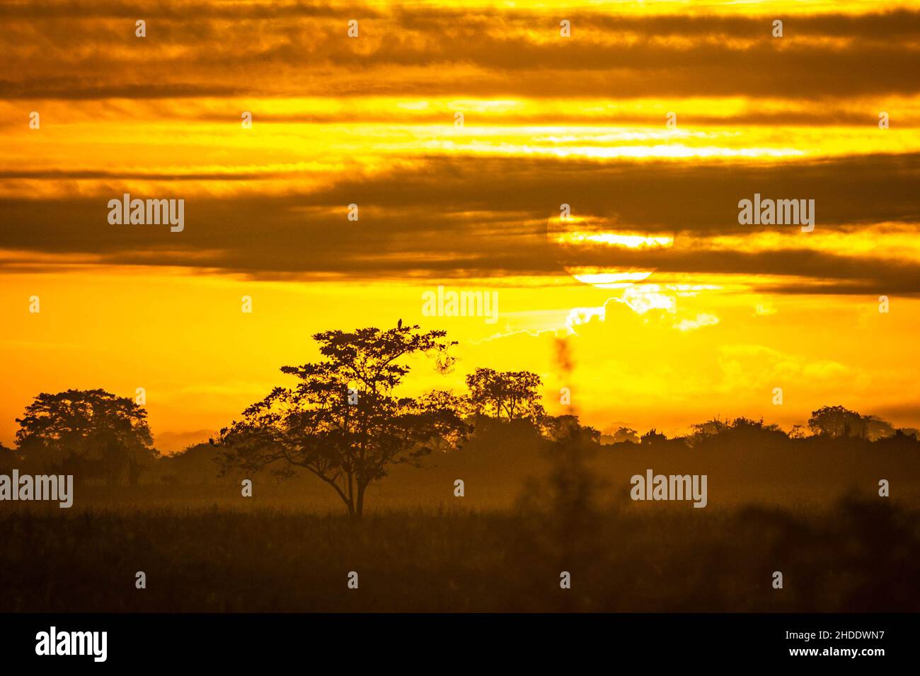 Gorgeous sunset at savannah national park with trees silhouette Stock ...