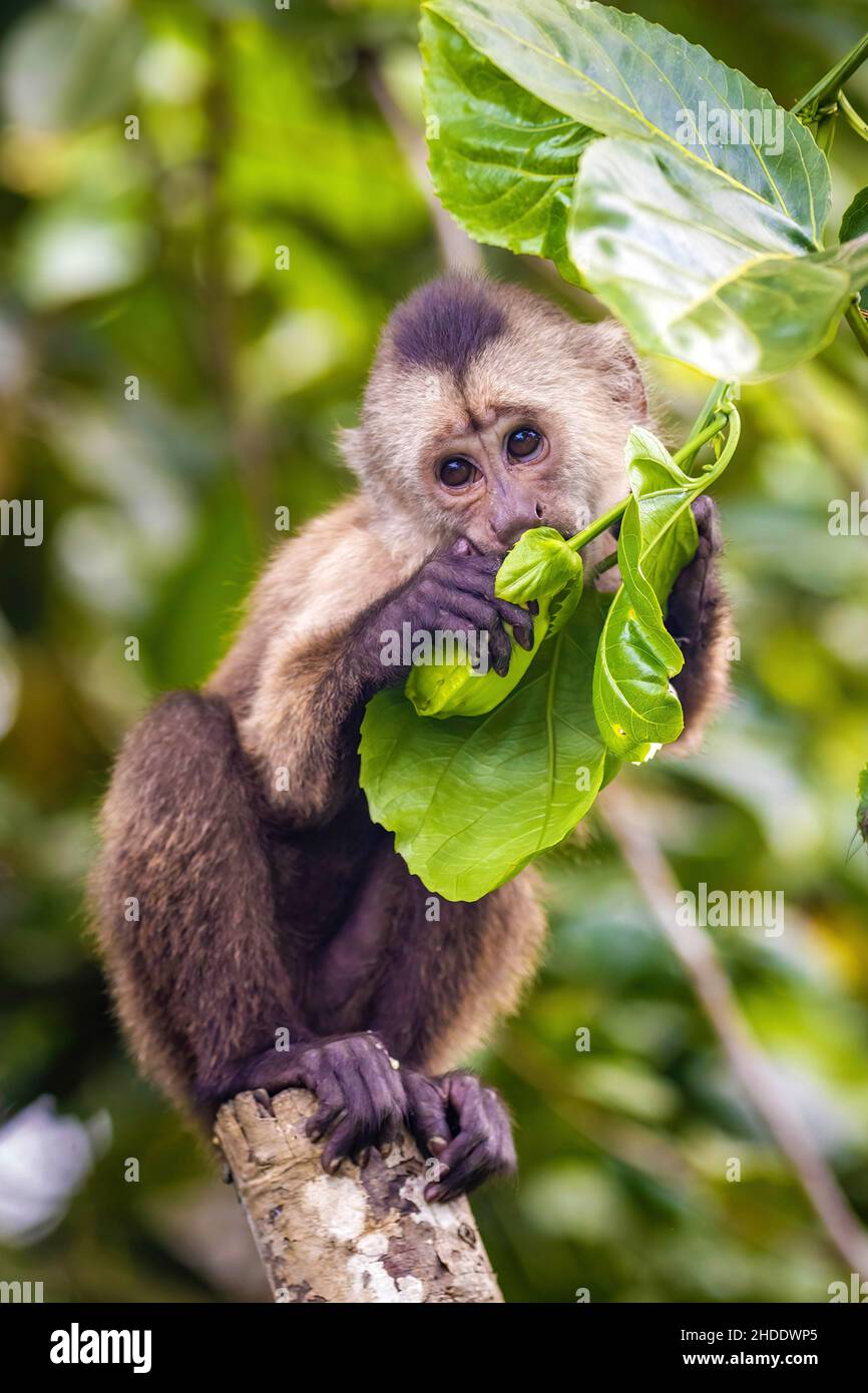Capuchin Monkeys In The Wild