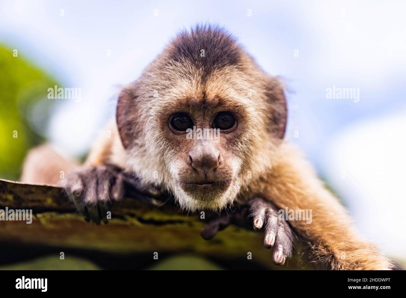 Cute portrait of curious capuchin wild monkey looking at the camera close up Stock Photo - Alamy