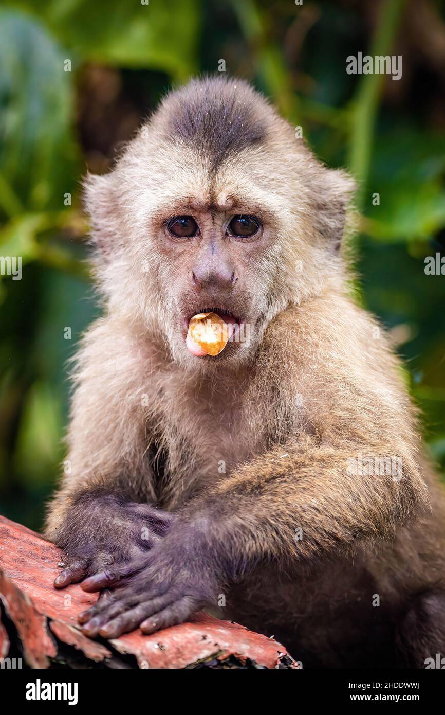Beautiful portrait of capuchin wild monkey eating fruit on tree Stock ...