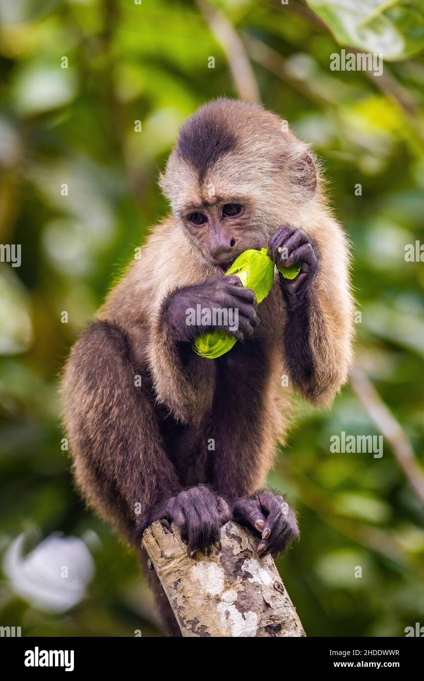 Capuchin fruit hi-res stock photography and images - Alamy