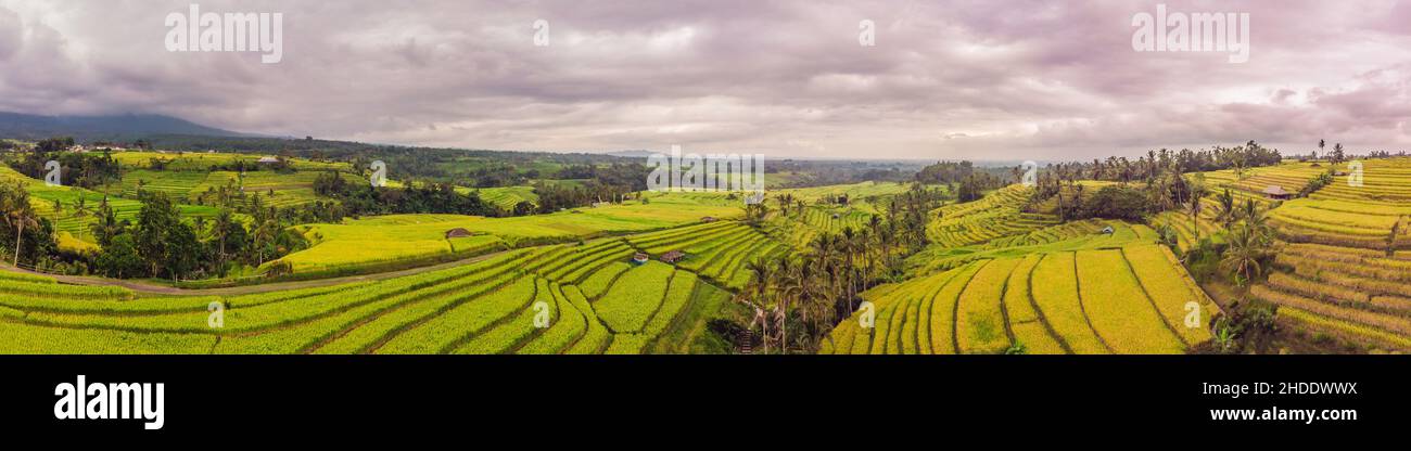 Aerial top view photo from flying drone of green rice fields in ...