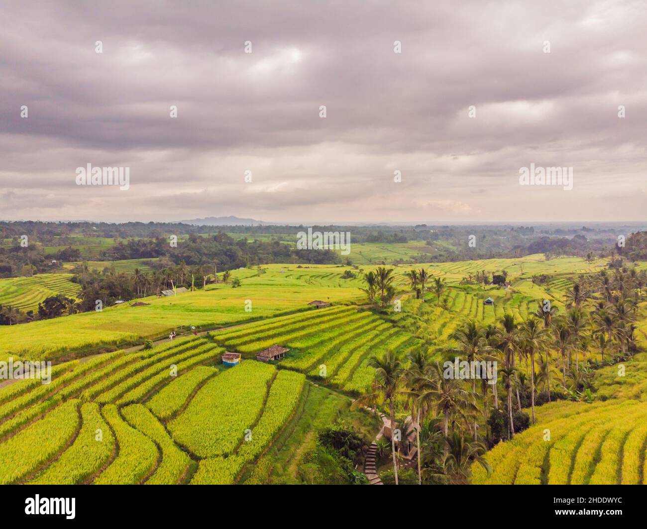 Aerial top view photo from flying drone of green rice fields in ...