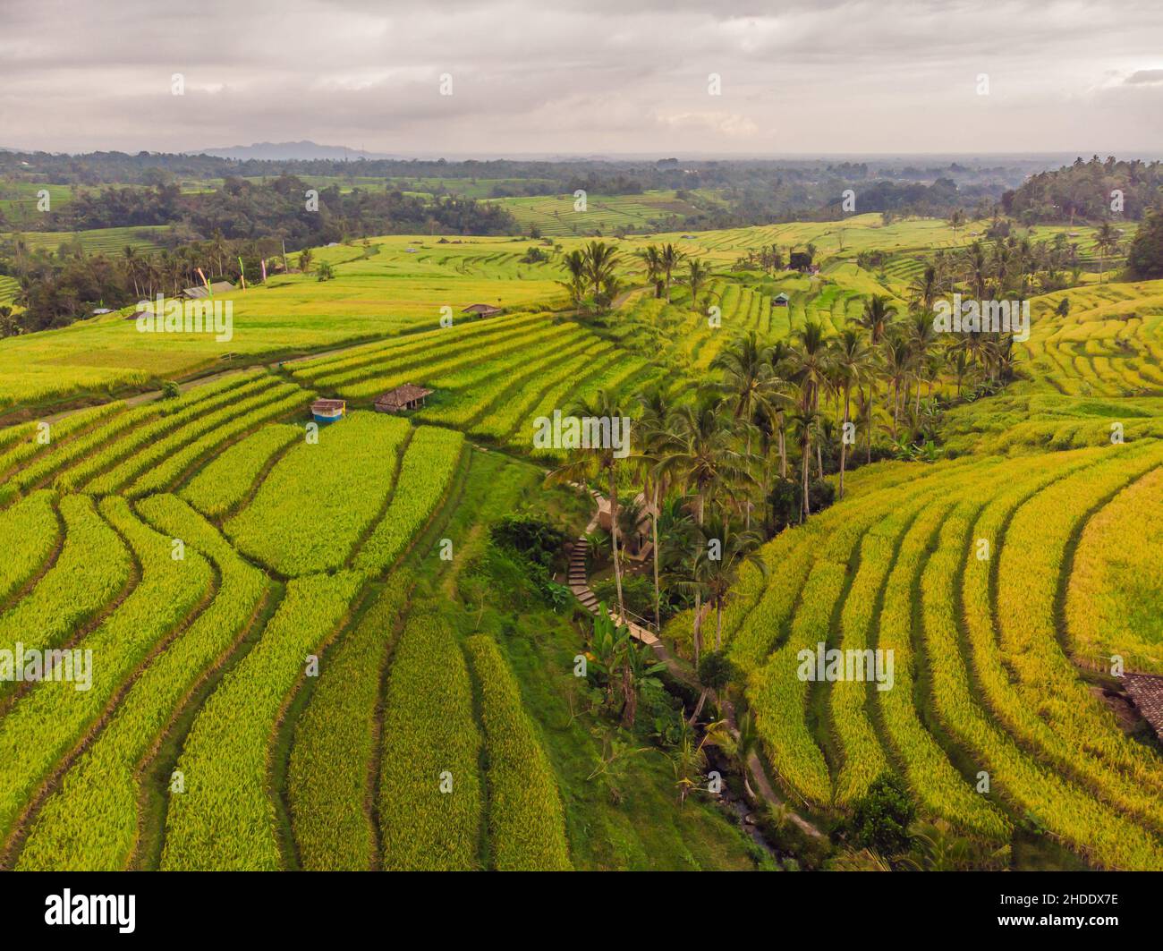 Aerial top view photo from flying drone of green rice fields in ...