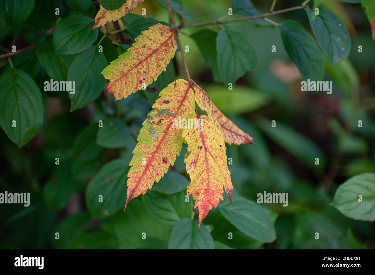 Leaves turning color for autumn Stock Photo - Alamy