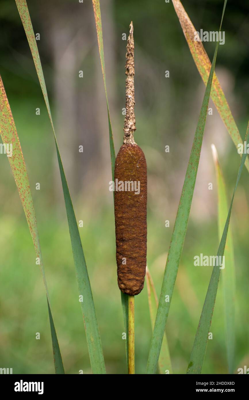 Closeup of a cattail plant Stock Photo - Alamy