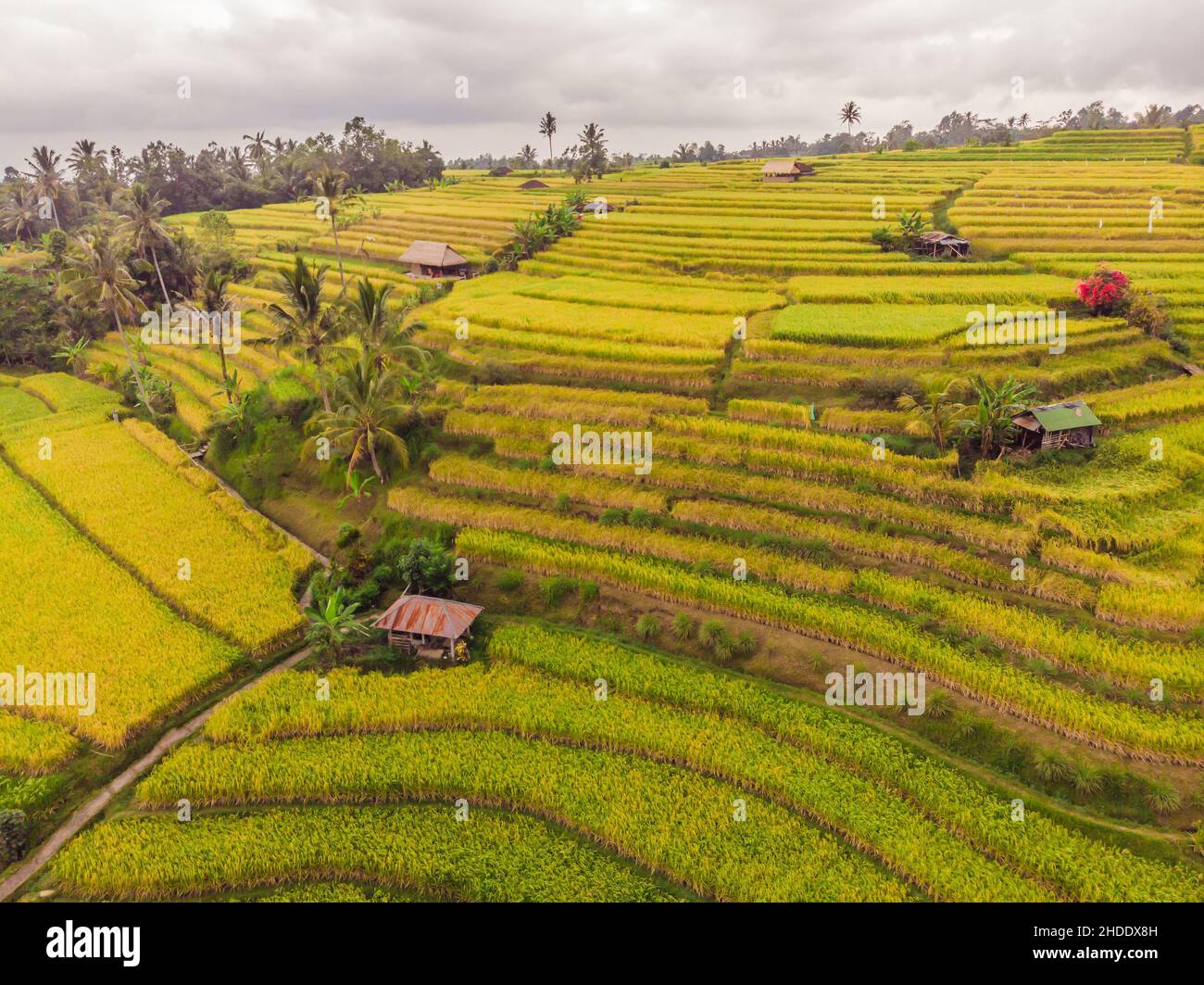 Aerial top view photo from flying drone of green rice fields in ...