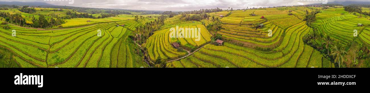 Aerial top view photo from flying drone of green rice fields in ...