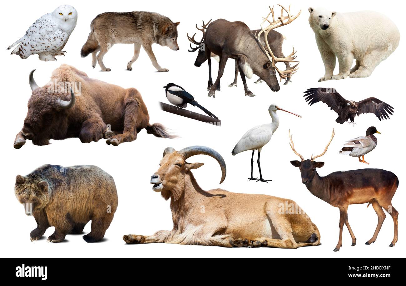 european animals isolated Stock Photo - Alamy