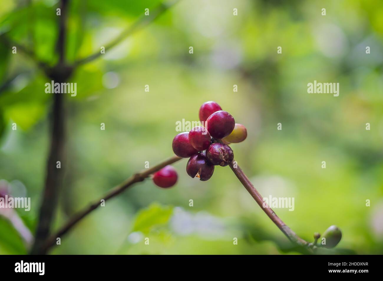 Wild red coffee beans hi-res stock photography and images - Alamy