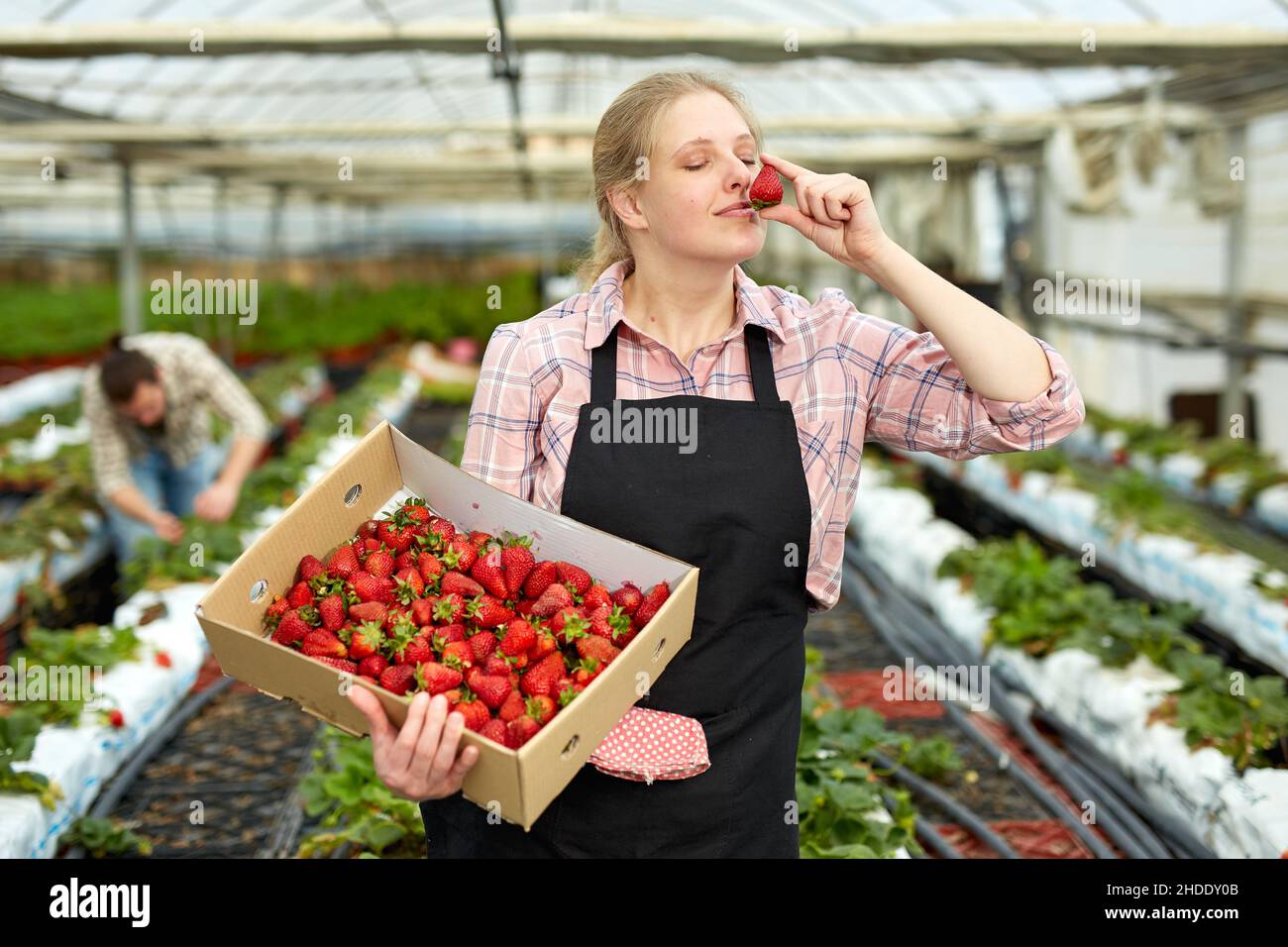 Female farmer with strawberry crop Stock Photo - Alamy