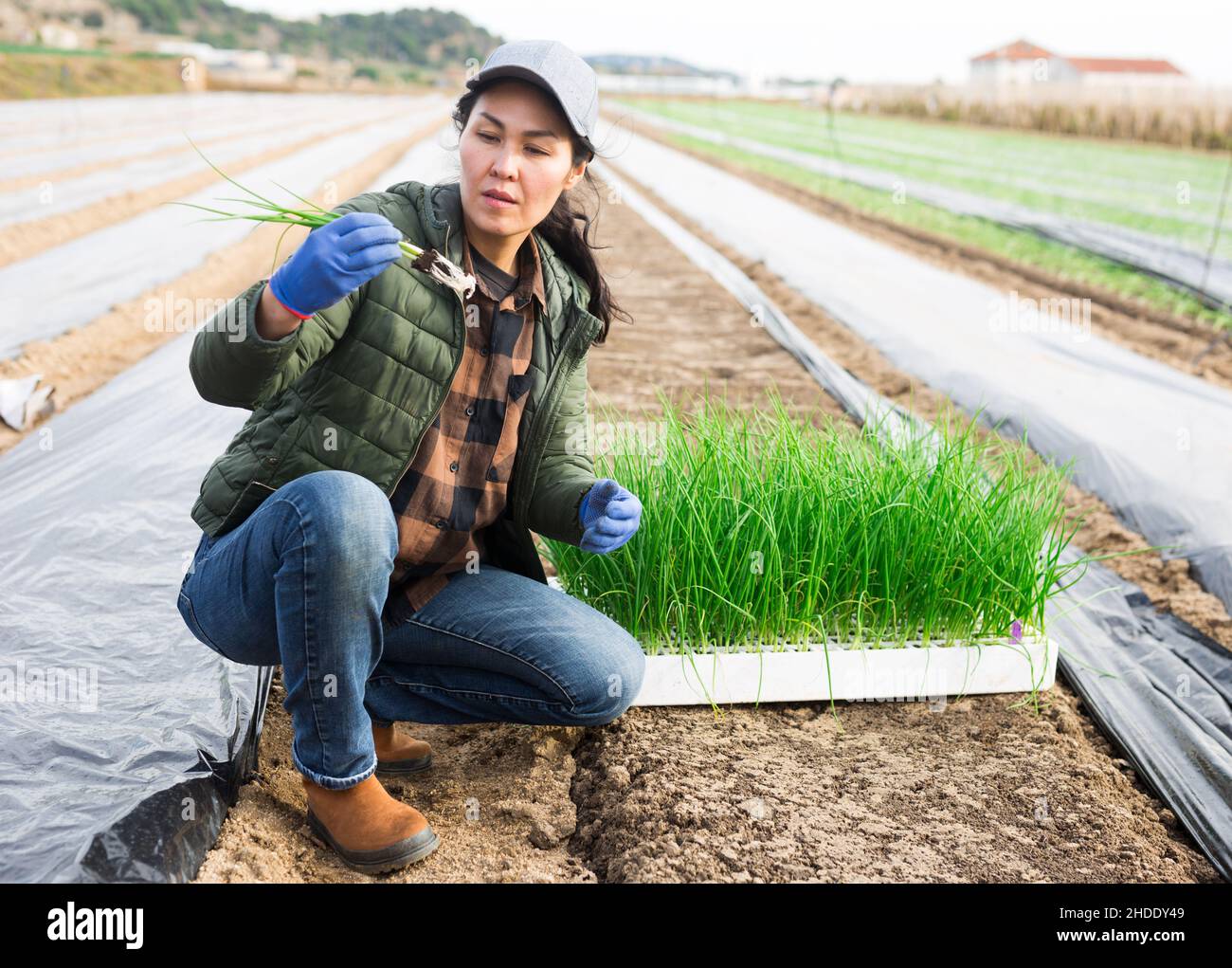 Asian female gardener planting sprouts of garlic Stock Photo - Alamy
