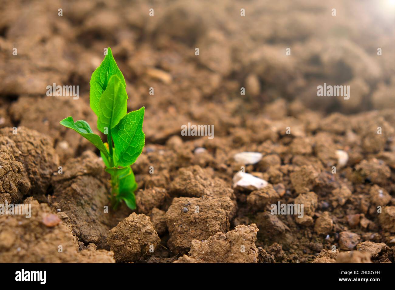 Green seedling in the ground in field.New life concept. Green sprout in ...