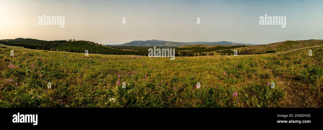 Panorama of Mt Washburn From Specimen Ridge in Yellowstone National ...