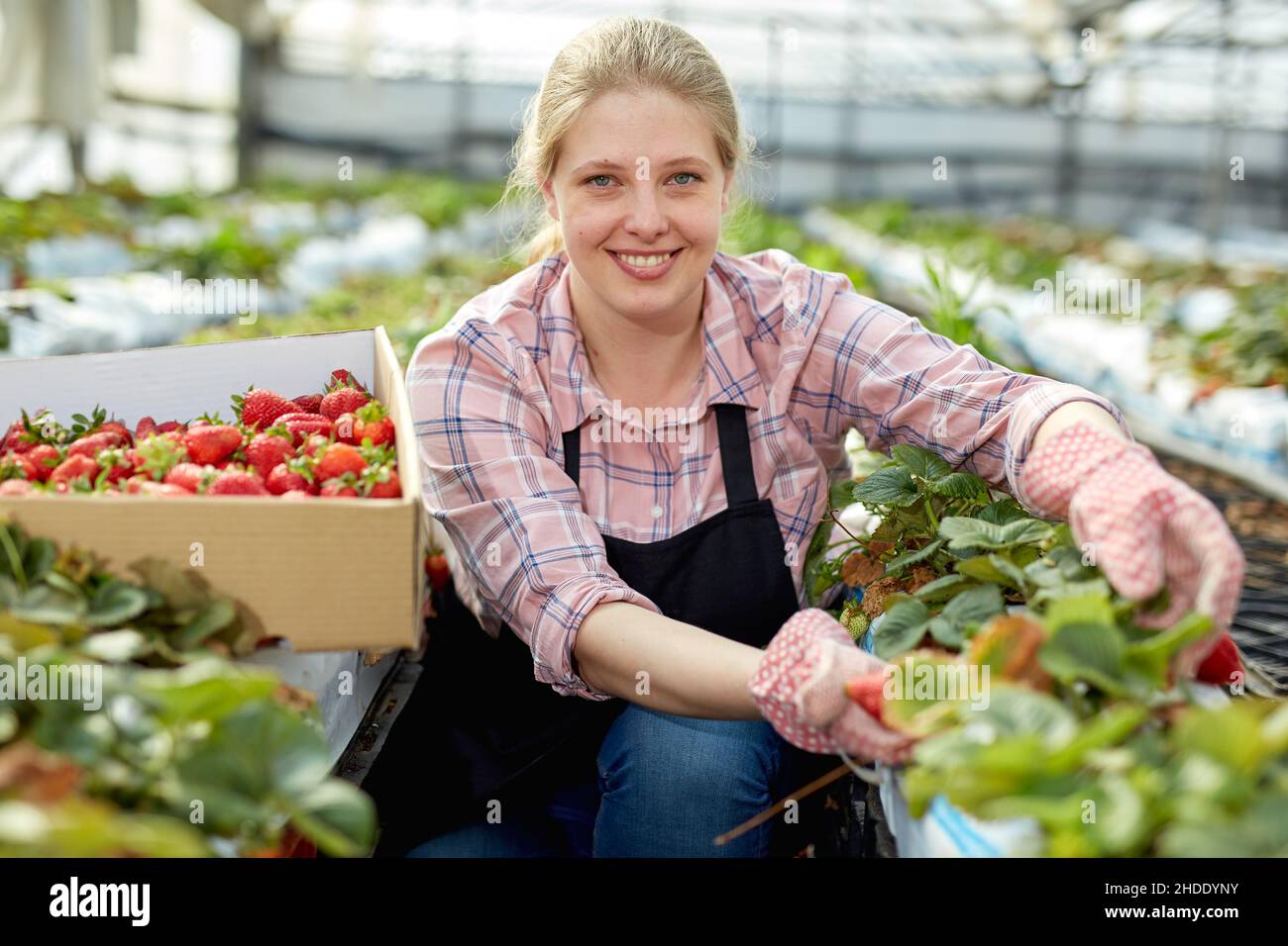 Female worker picking strawberry in hi-res stock photography and images ...