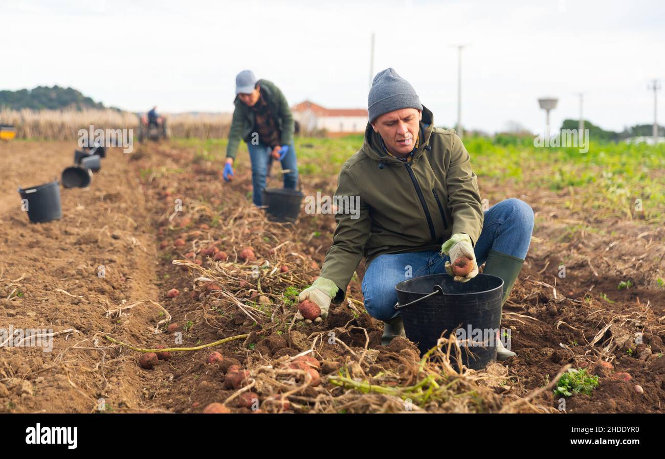 Man harvesting potatoes on plantation Stock Photo - Alamy