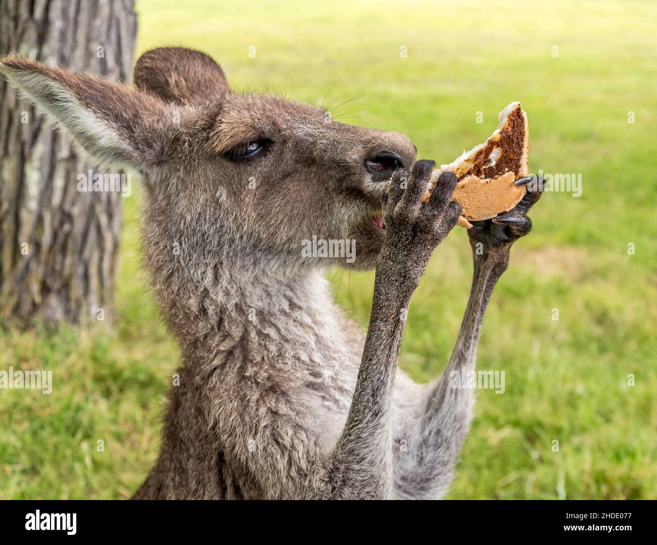 Eastern Grey Kangaroo (Macropus giganteus) enjoying a stolen Vegemite ...