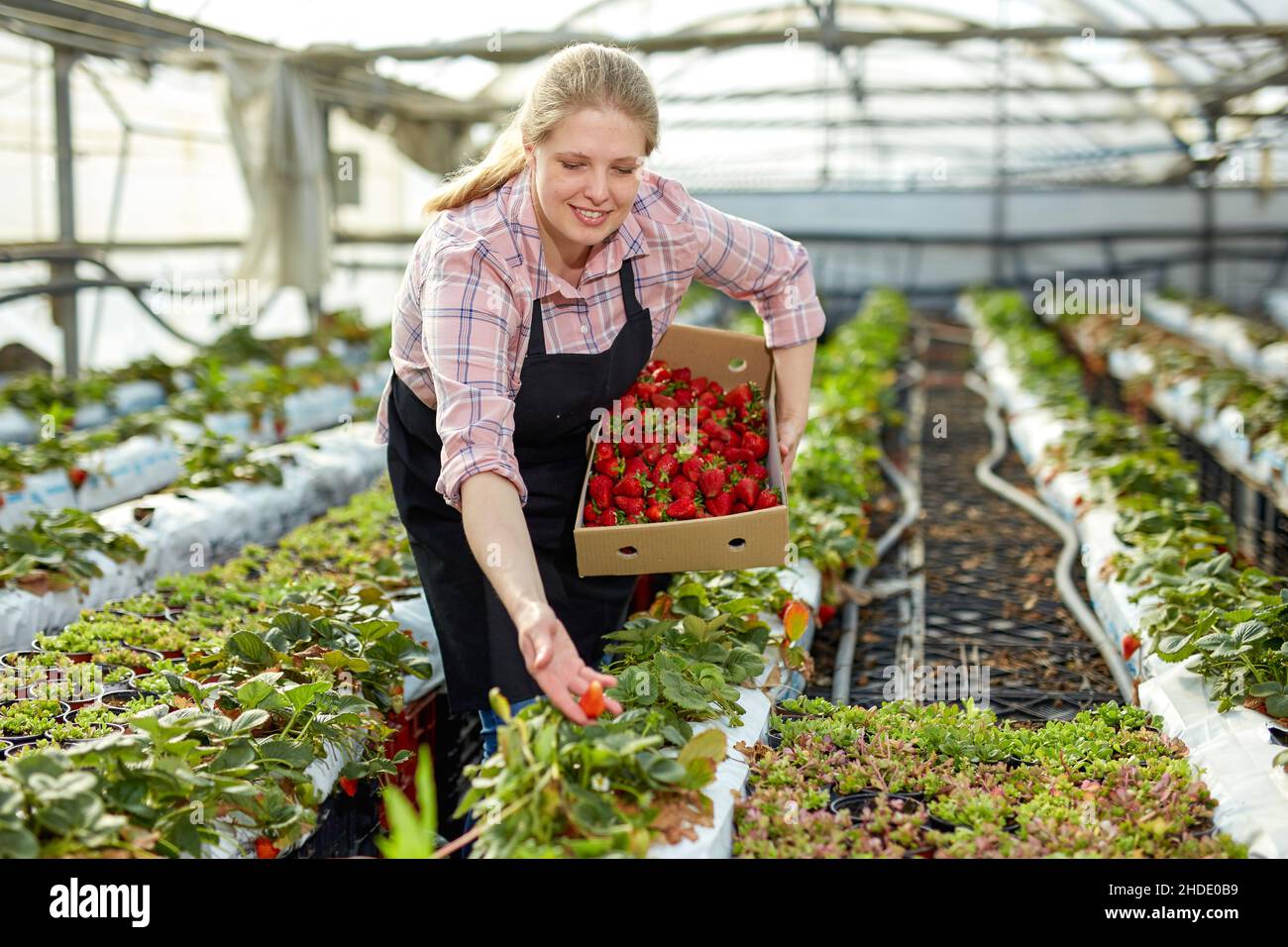Woman harvesting strawberry Stock Photo - Alamy