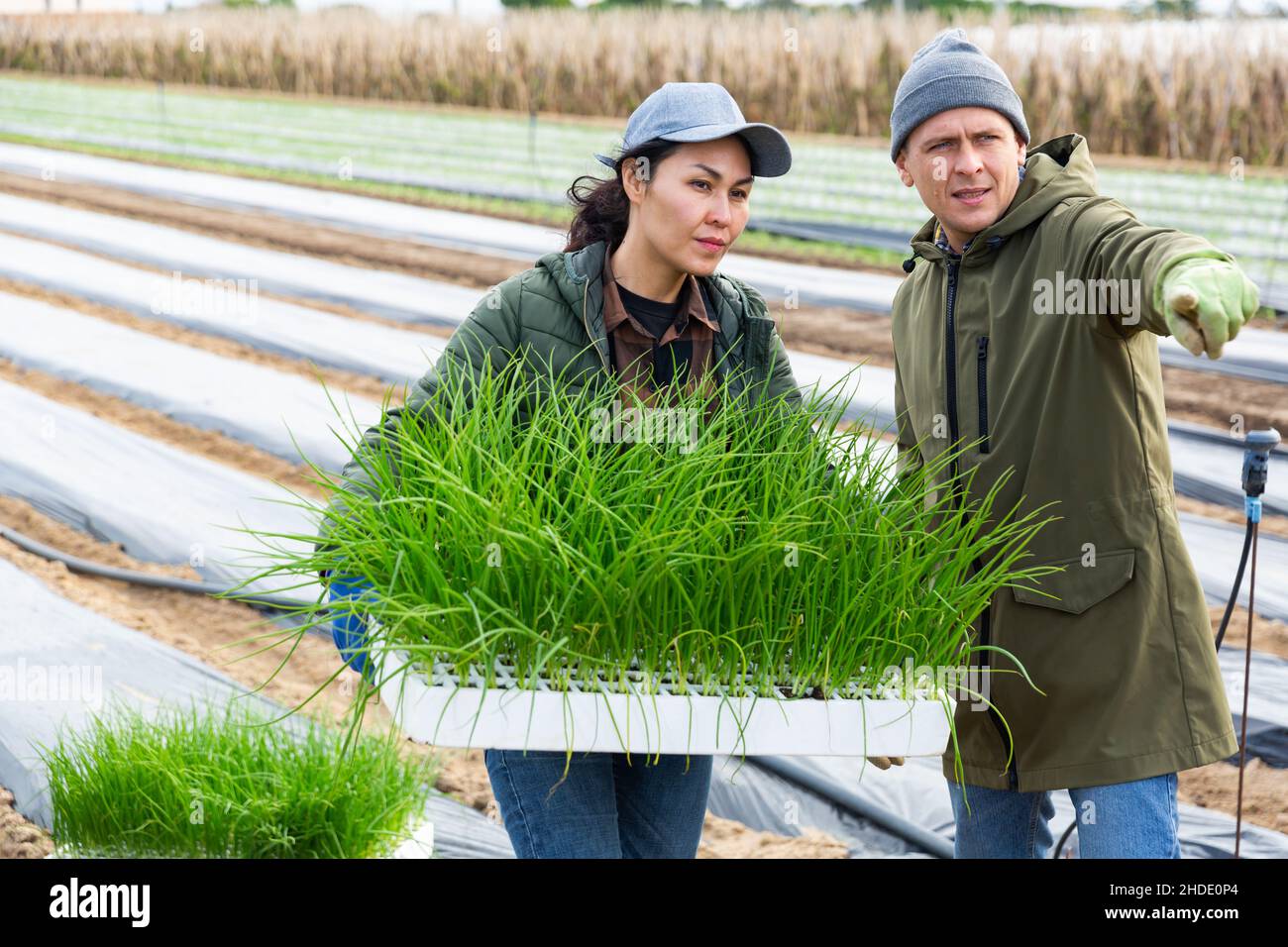Farmers with scallion on vegetable field Stock Photo - Alamy
