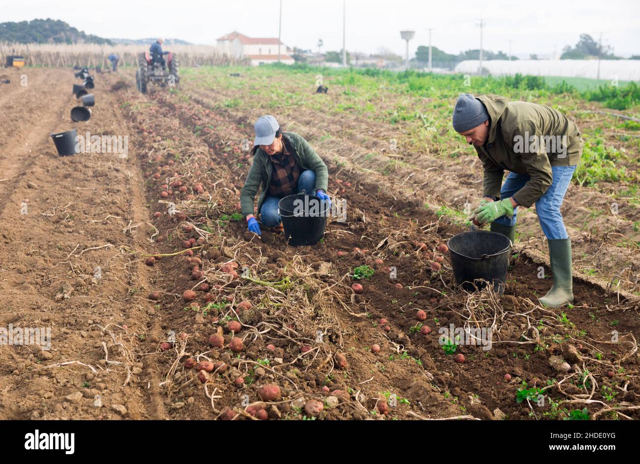 Asian potato farmer hi-res stock photography and images - Alamy