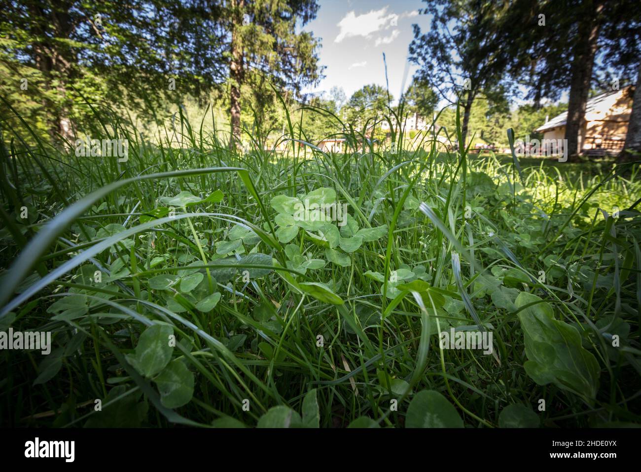 Picture of three leaf clovers in a field of Europe. Clover or trefoil ...