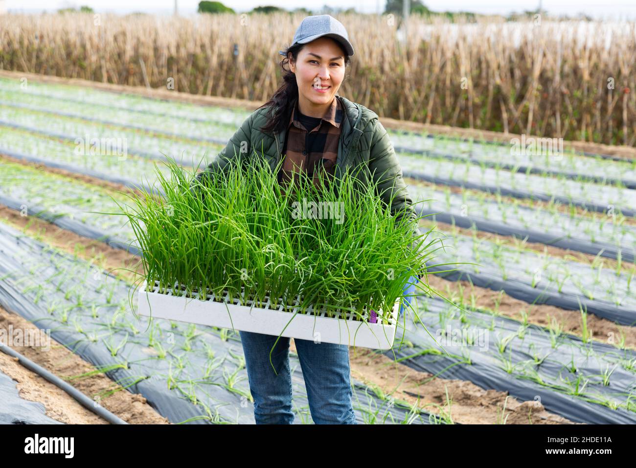 Asian female gardener planting sprouts of garlic Stock Photo - Alamy