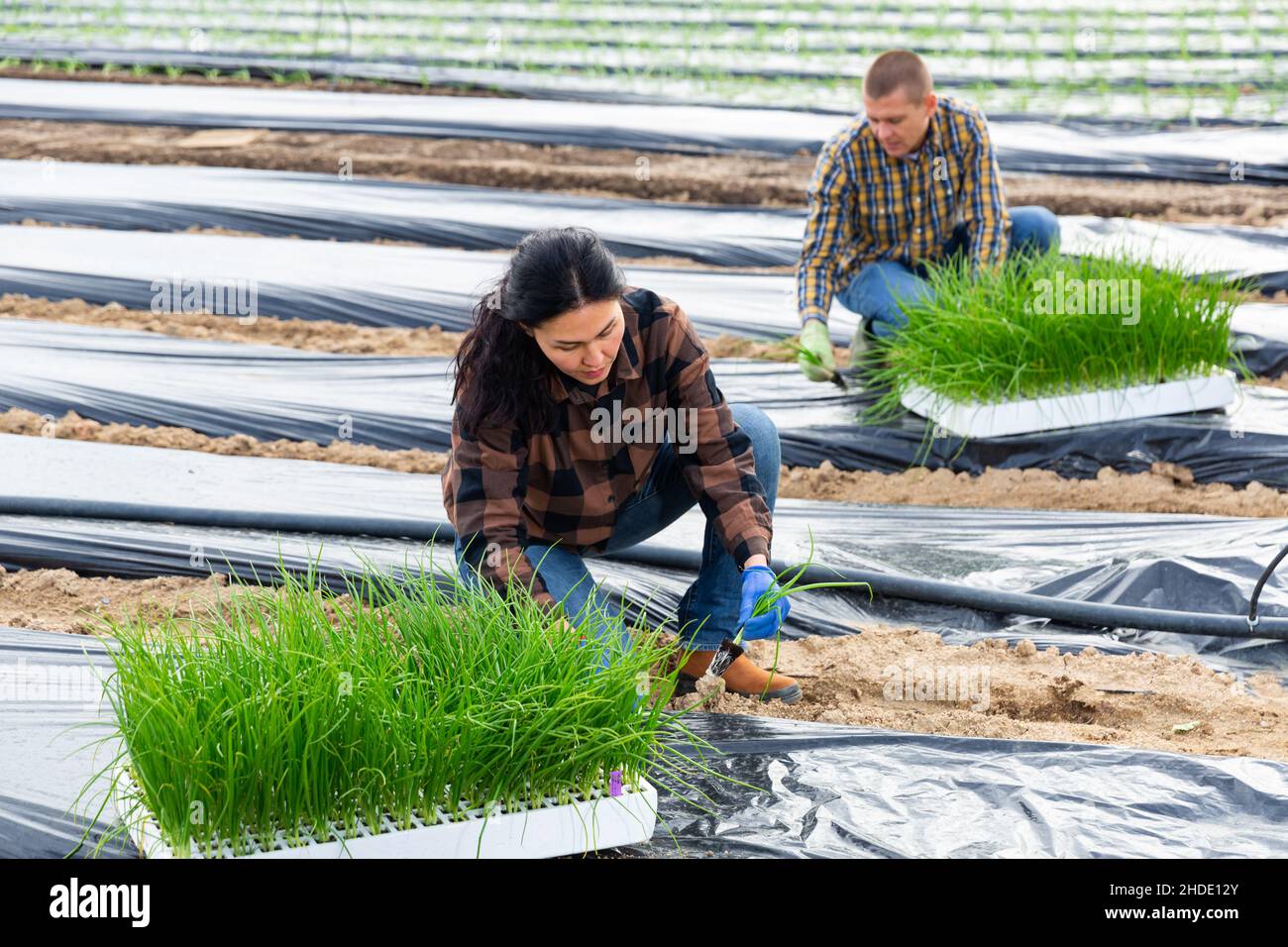 Asian female gardener planting sprouts of garlic Stock Photo - Alamy