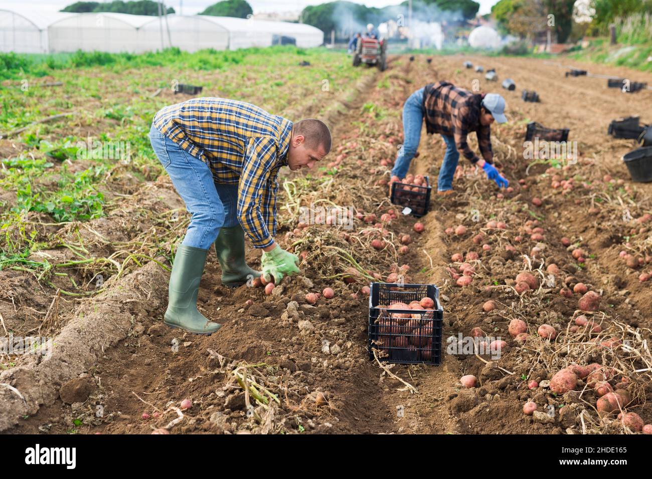 Man working on farmer field, picking early potatoes Stock Photo - Alamy