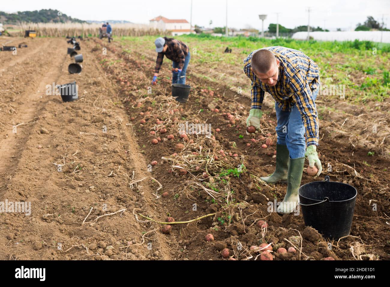 Man farmer while harvesting of potatoes on farmer field Stock Photo - Alamy