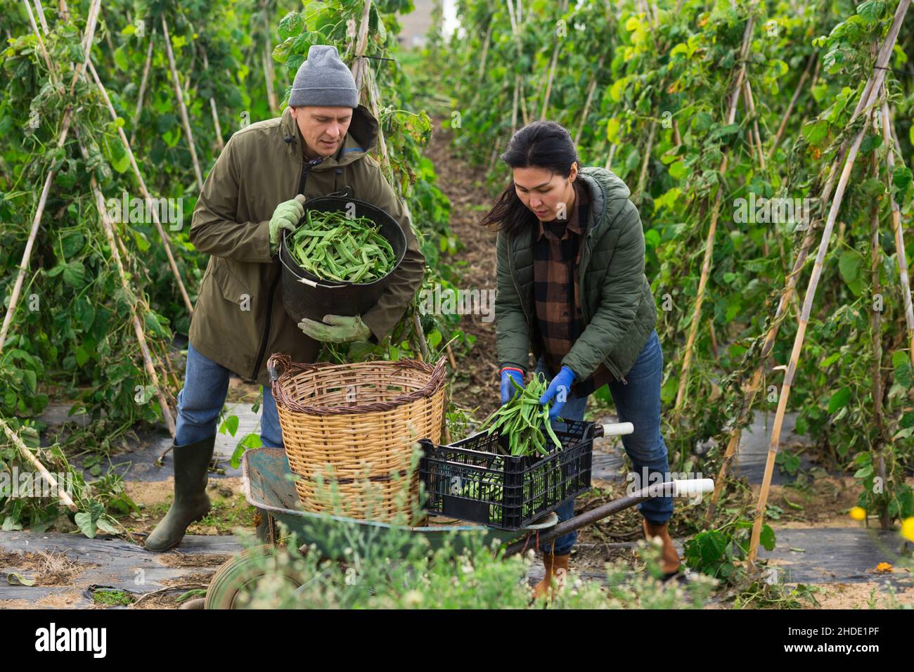 Couple of farmers harvesting beans at a farm Stock Photo - Alamy