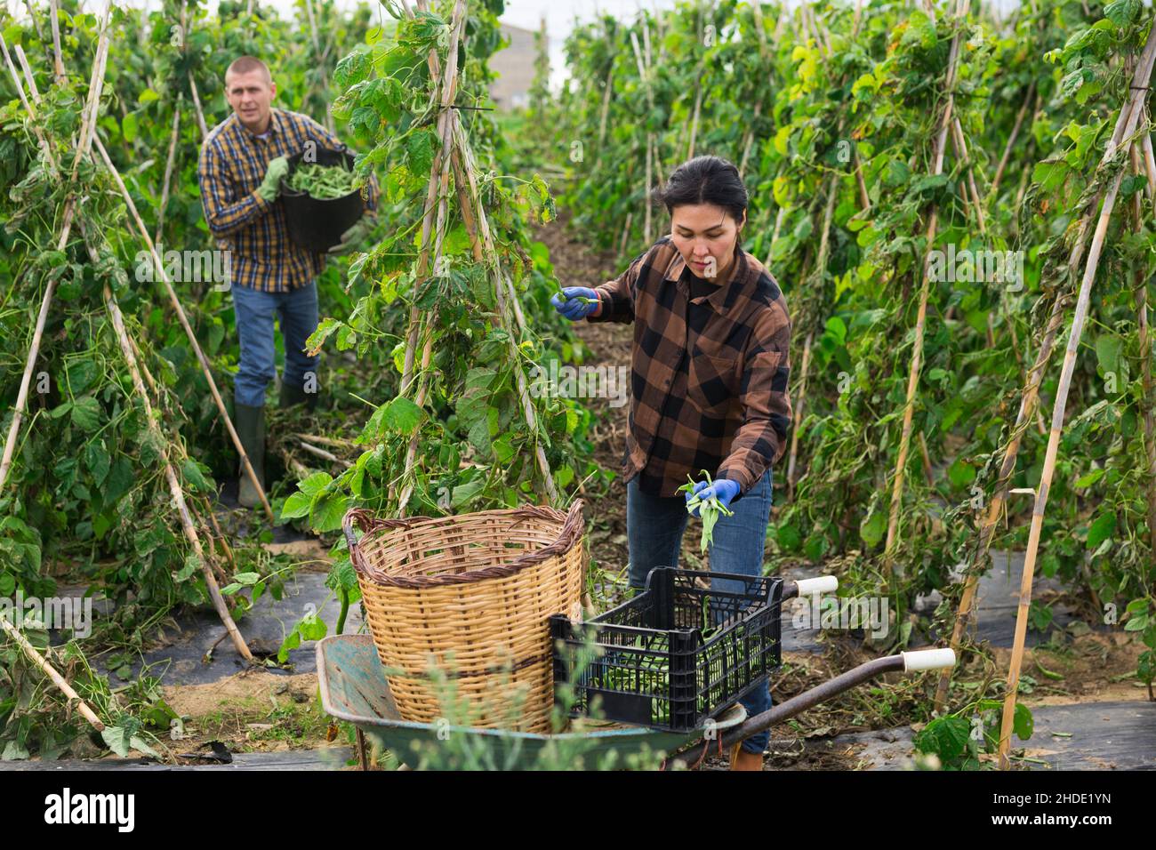 Couple of farmers harvesting beans at a farm Stock Photo - Alamy
