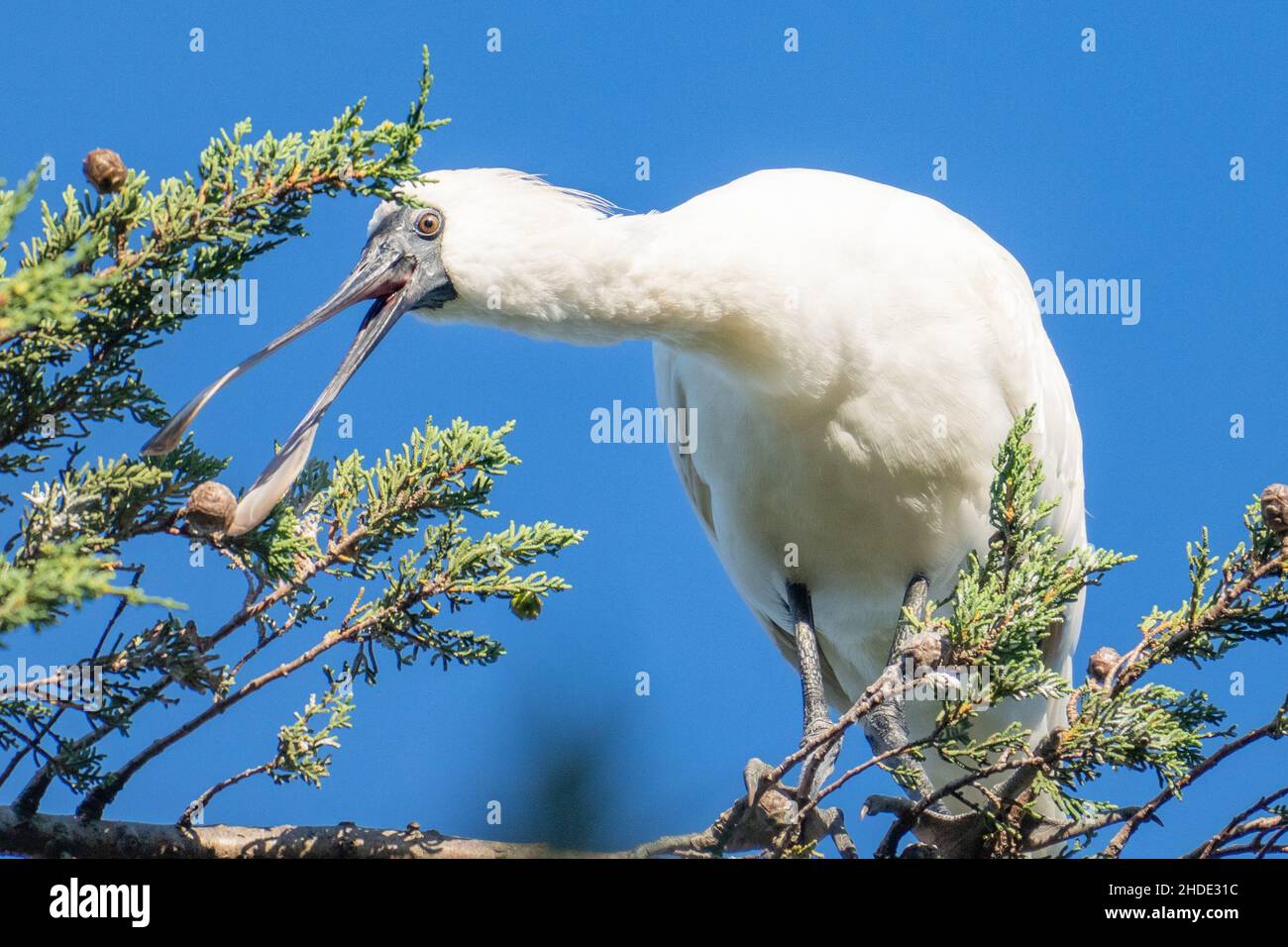 Royal spoonbill, large white wading bird perched high in macrcarpa tree ...