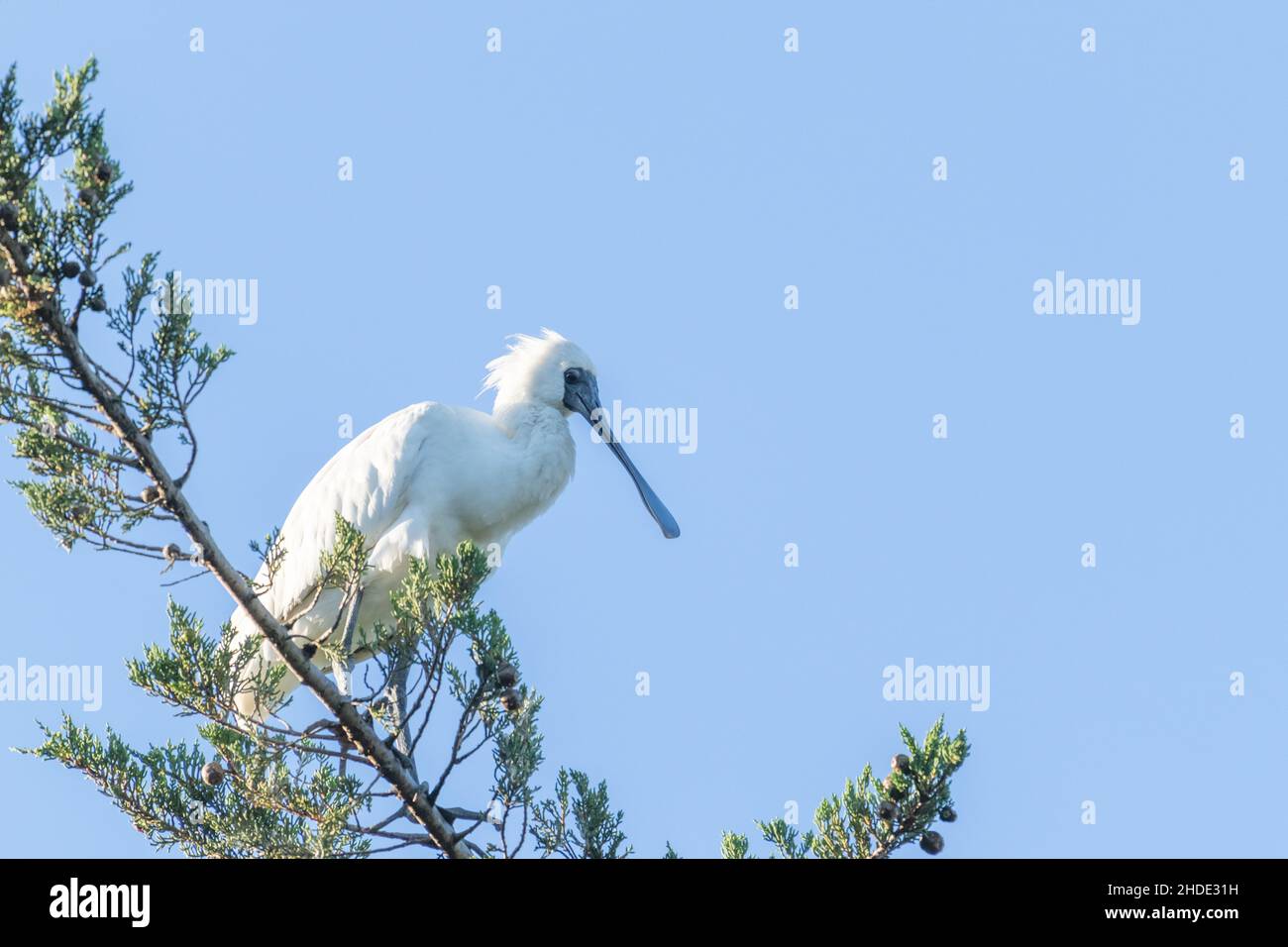 Royal spoonbill, large white wading bird perched high in macrcarpa tree ...