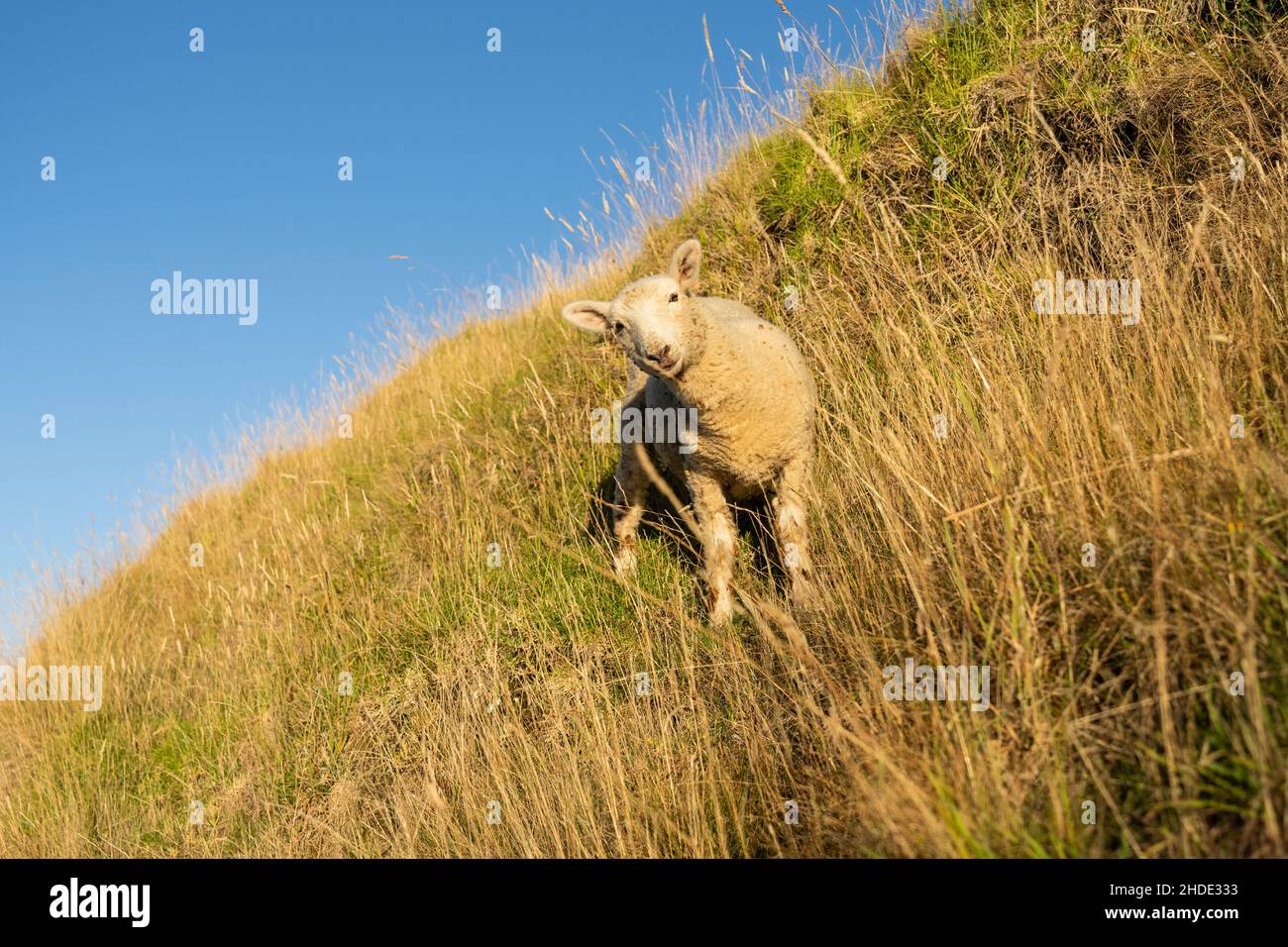 Grazing light on mount hi-res stock photography and images - Alamy