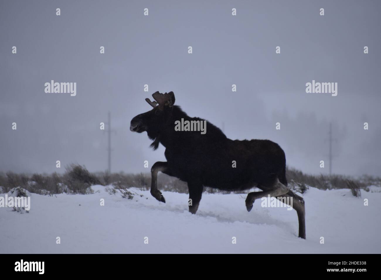 Moose running in deep snow hi-res stock photography and images - Alamy