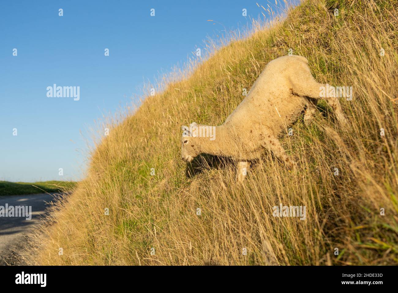 Lamb on mount maunganui hi-res stock photography and images - Alamy
