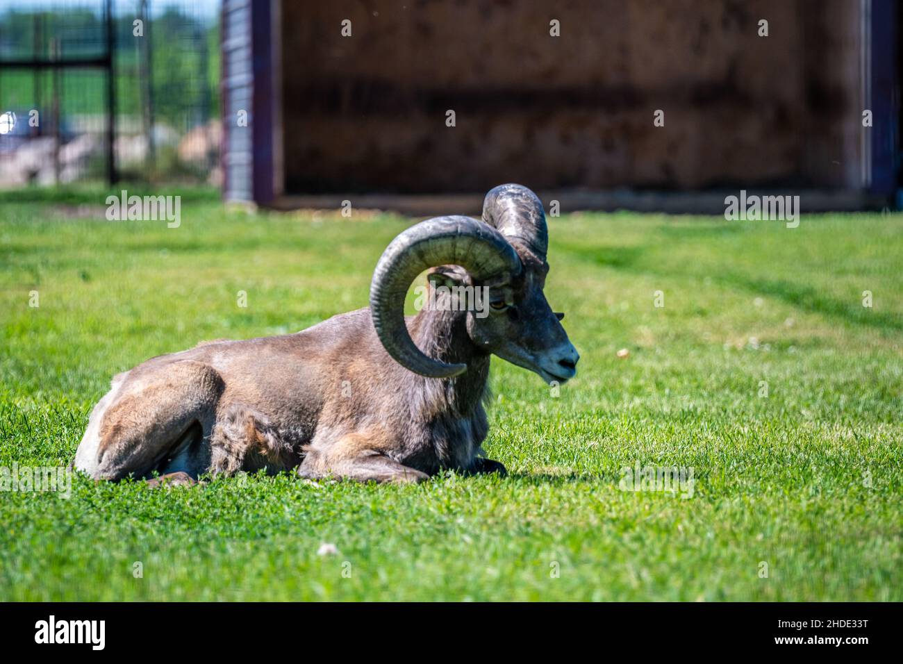 A Bighorn Sheep in Hemker Park Zoo, Minnesota Stock Photo - Alamy